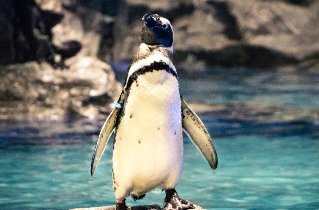 Visitando Pingüinos en Tokio - Acuario Sumida – Viajando Alrededor