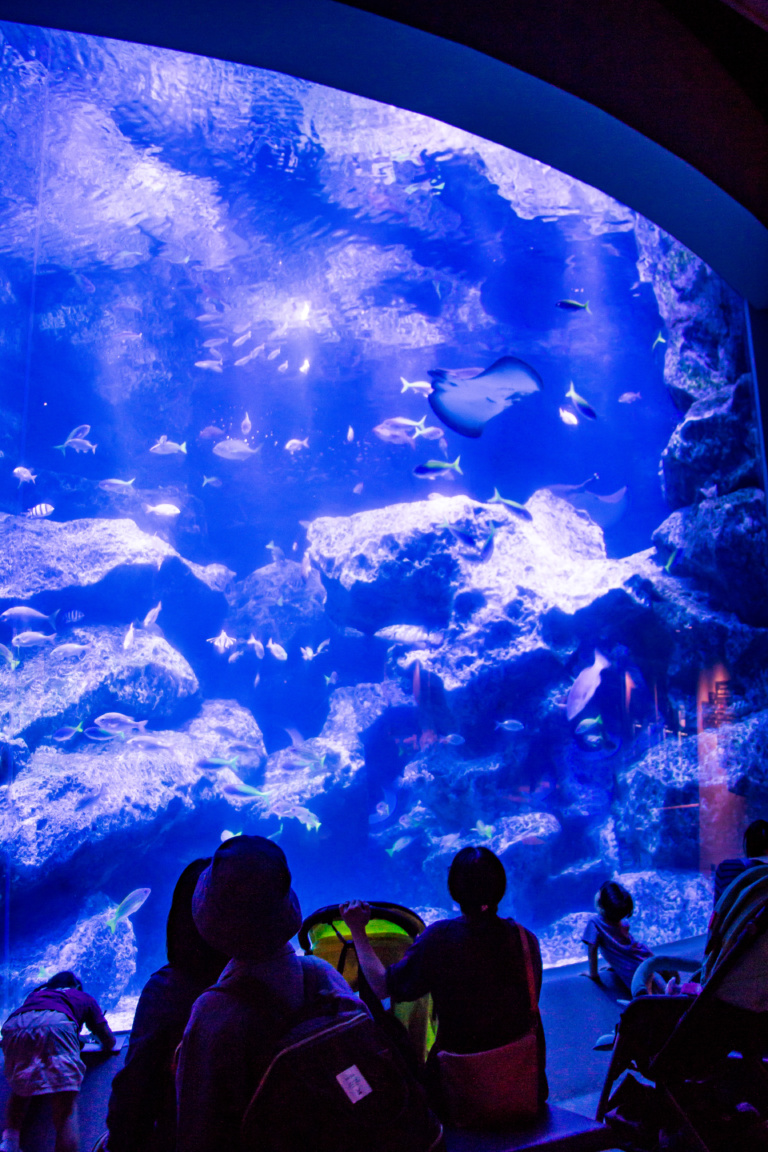 Visitando Pingüinos en Tokio - Acuario Sumida – Viajando Alrededor